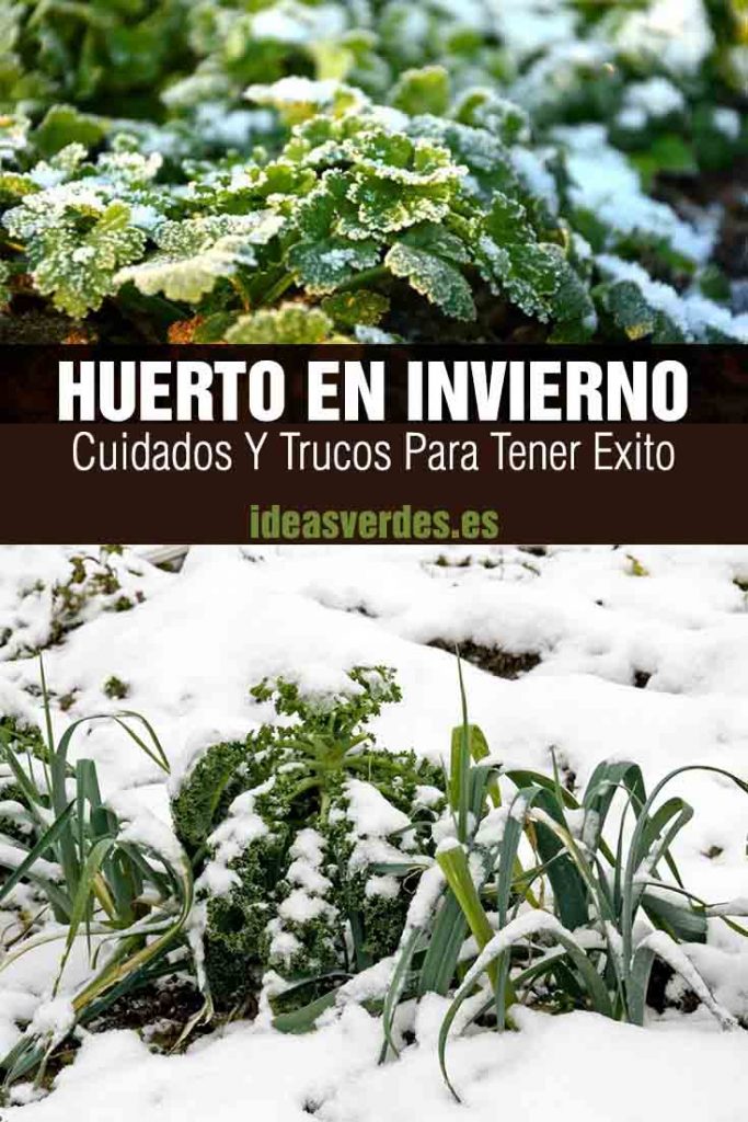 Jardinería de Invierno: consejos y trucos - Ideas Verdes
