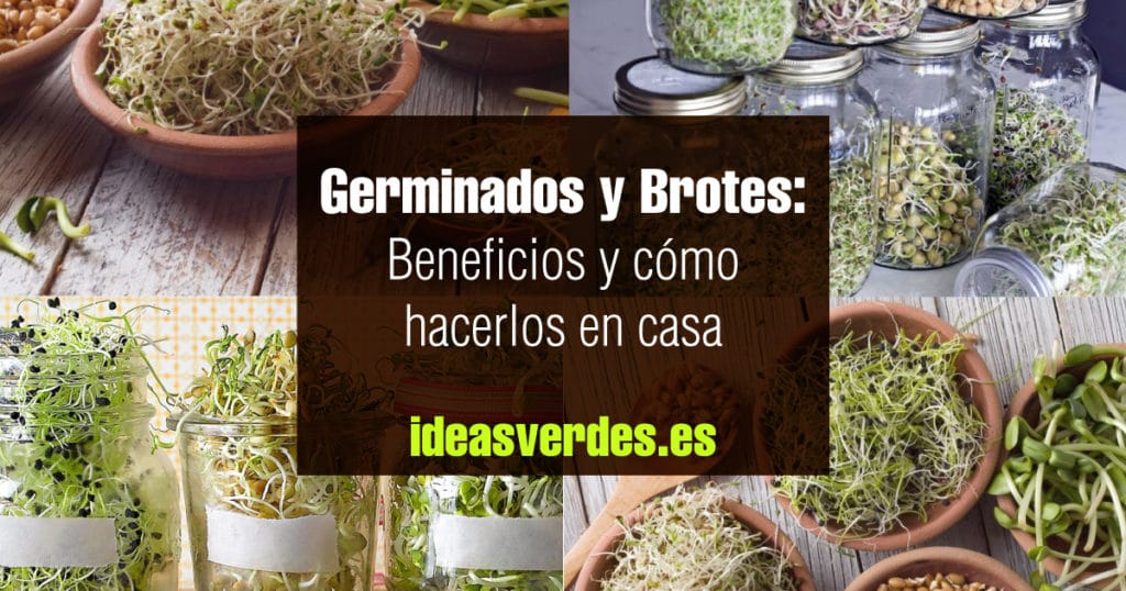 Germinados y Brotes : Beneficios y cómo hacerlos en casa - Ideas Verdes
