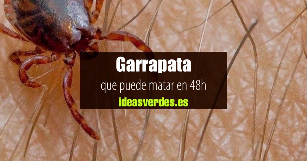 Garrapata, nueva especie que puede matar en 48 horas