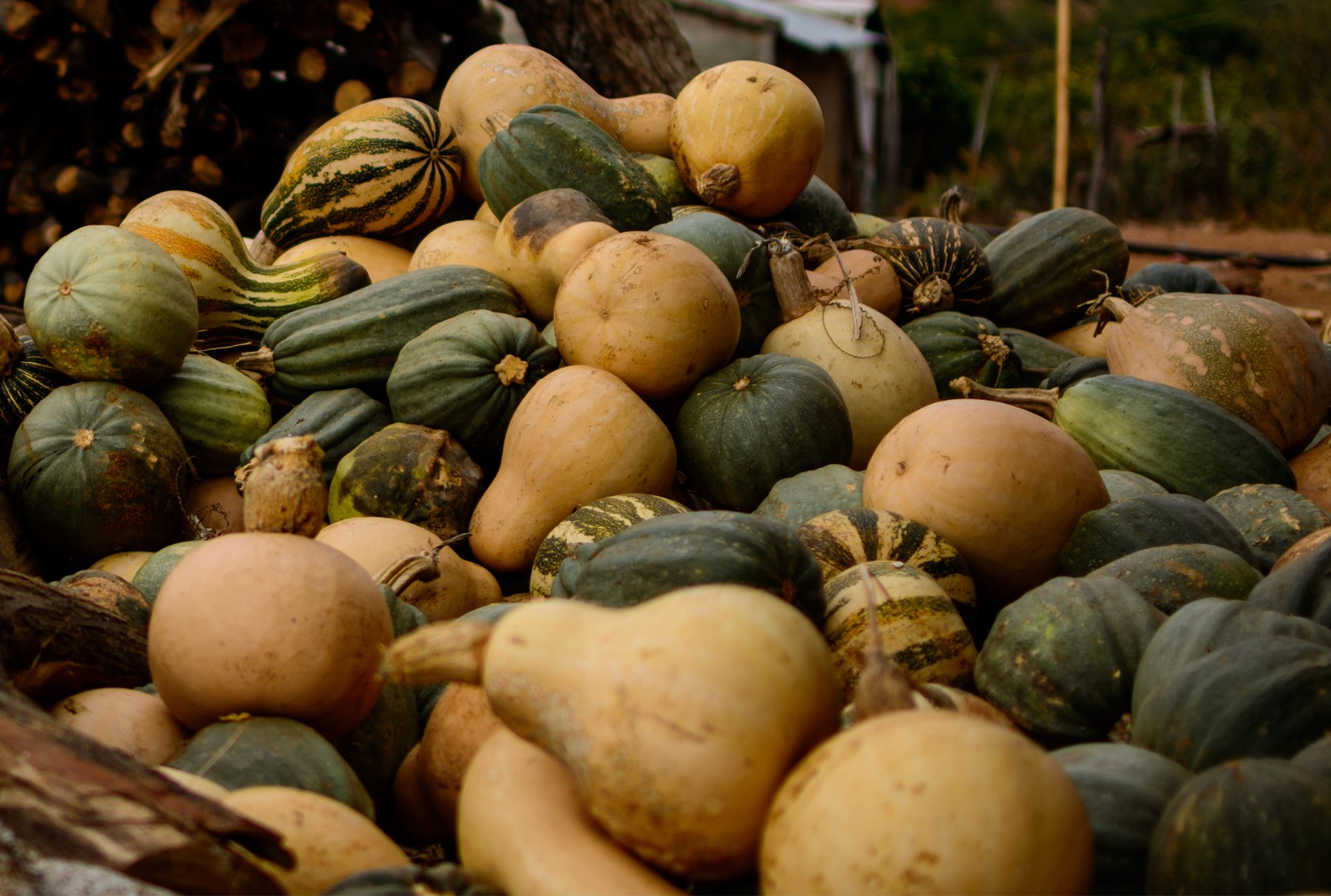 Identificar Variedades De Calabaza
