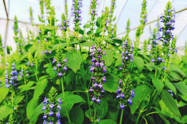 Chía como alimento de calidad o superalimento - Ideas Verdes