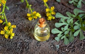 Té de ruda. Beneficios, para qué sirve y cómo hacer esta infusión