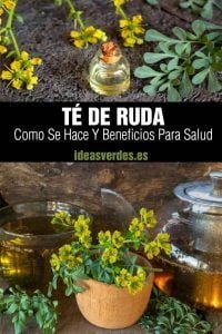 Té de ruda. Beneficios, para qué sirve y cómo hacer esta infusión