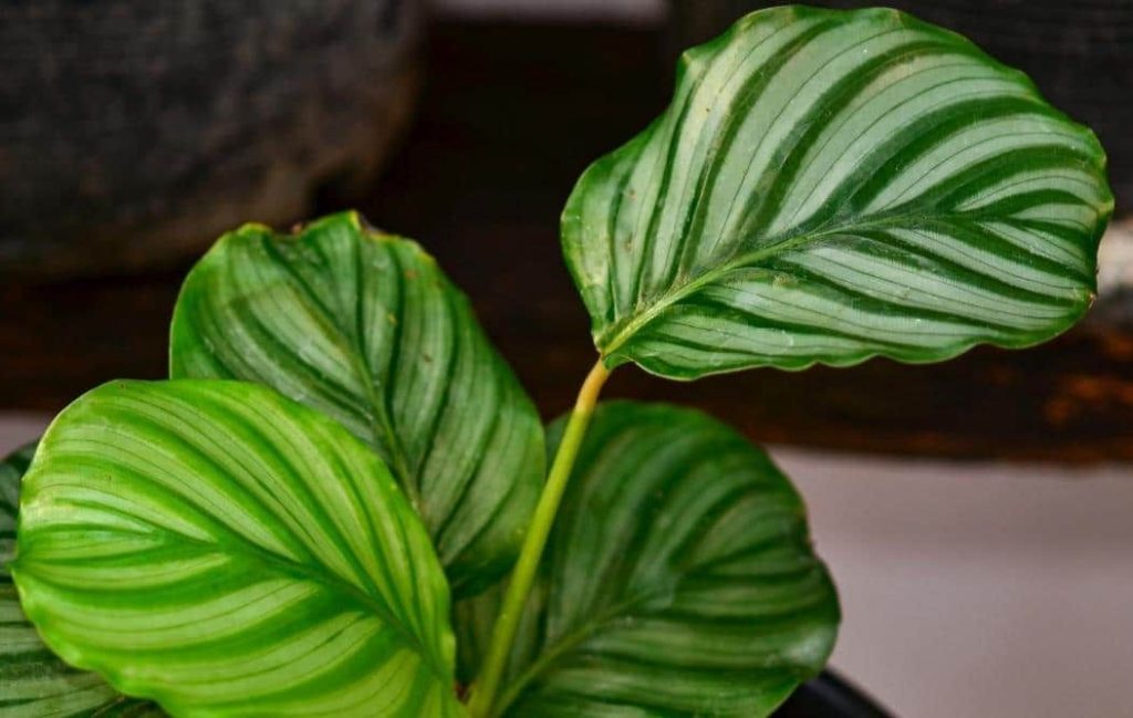 Tipos De Calathea : Conoce 15 Variedades Increíbles Para Tener En Casa ...