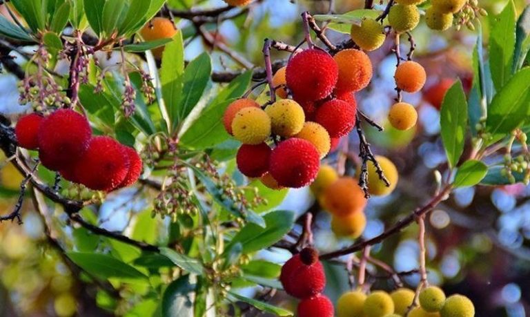 Guía Completa para Plantar un Madroño : Cuidados, Consejos y Beneficios ...