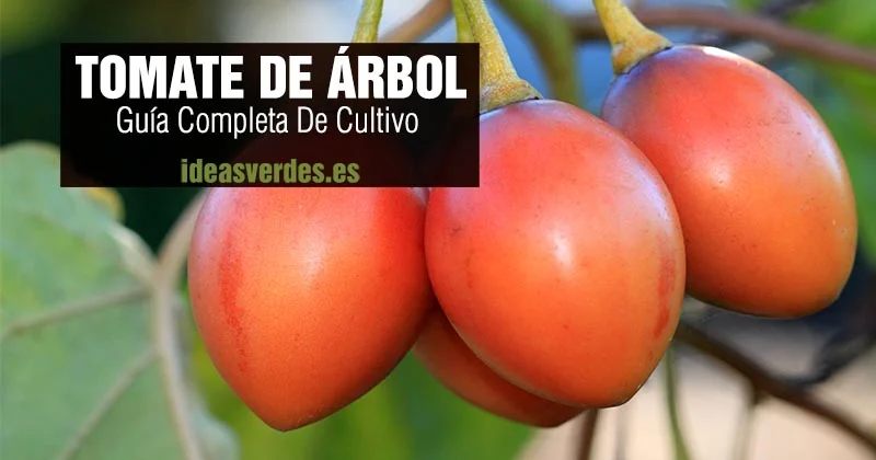 Cultivo del Tomate de Árbol o Tamarillo: Guía Completa - Ideas Verdes