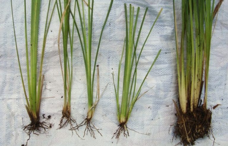 Cultivo del Vetiver y Beneficios de Esta Planta - Ideas Verdes